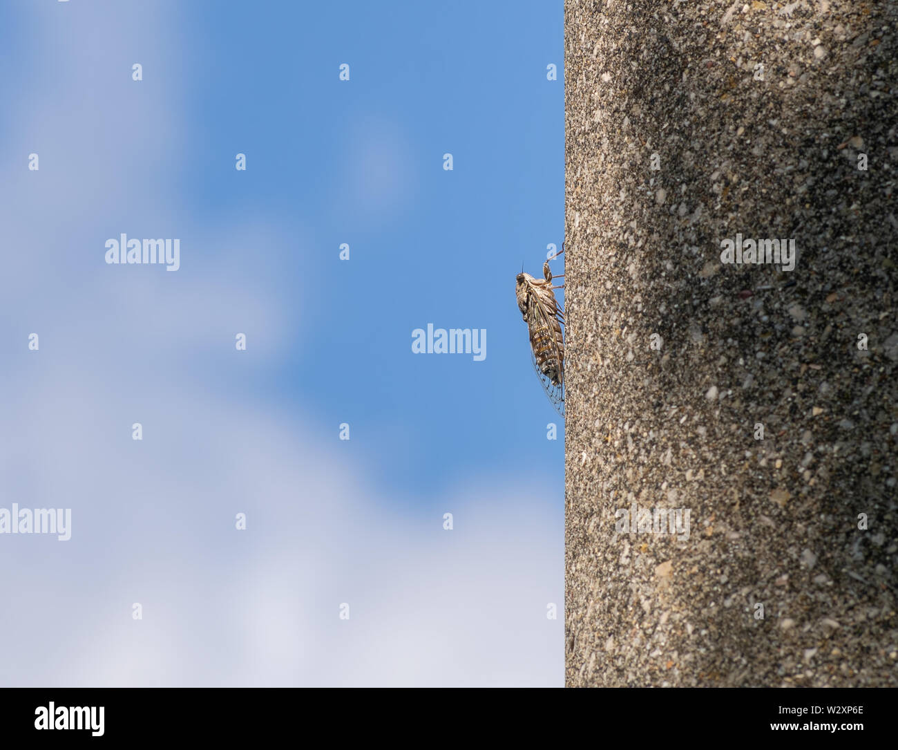 Cicada orni on pole, well camouflaged. Italy. Sky behind Stock Photo ...