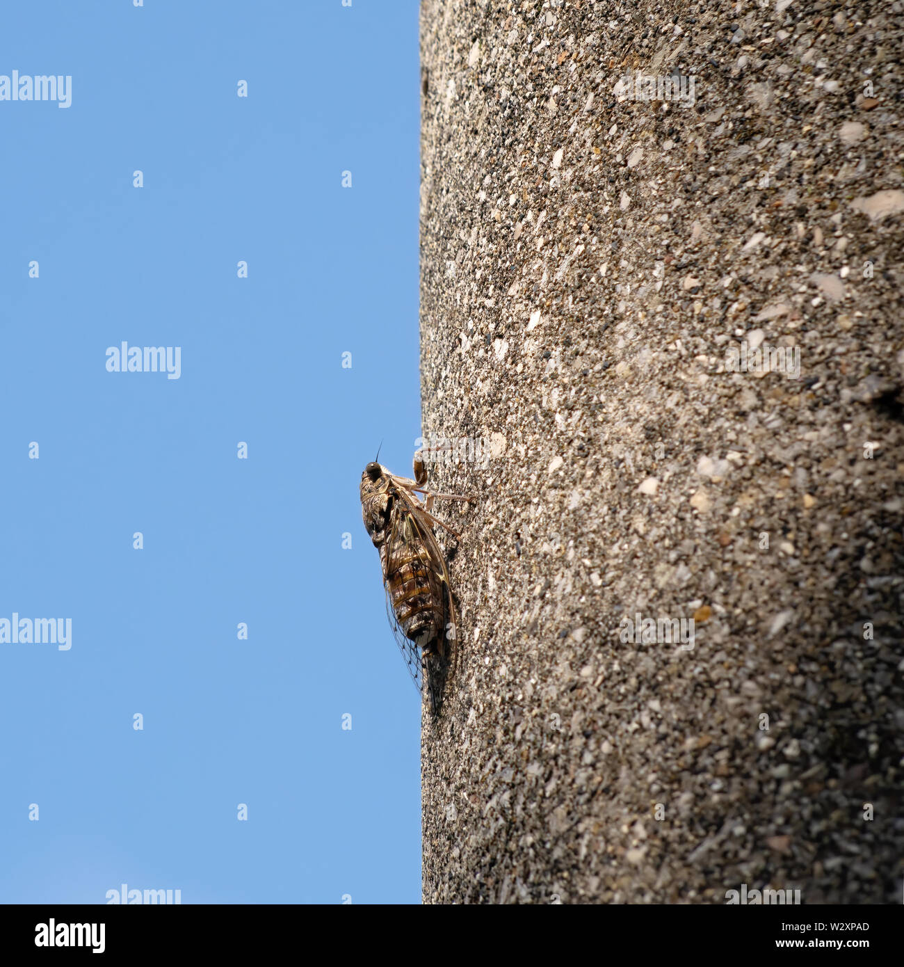 Cicada orni on pole, well camouflaged. Italy. Blue sky behind Stock ...