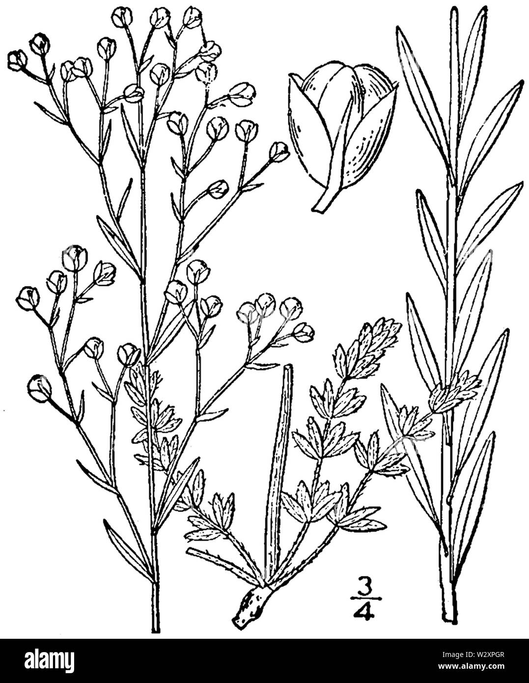 Lechea intermedia BB-1913 Stock Photo - Alamy