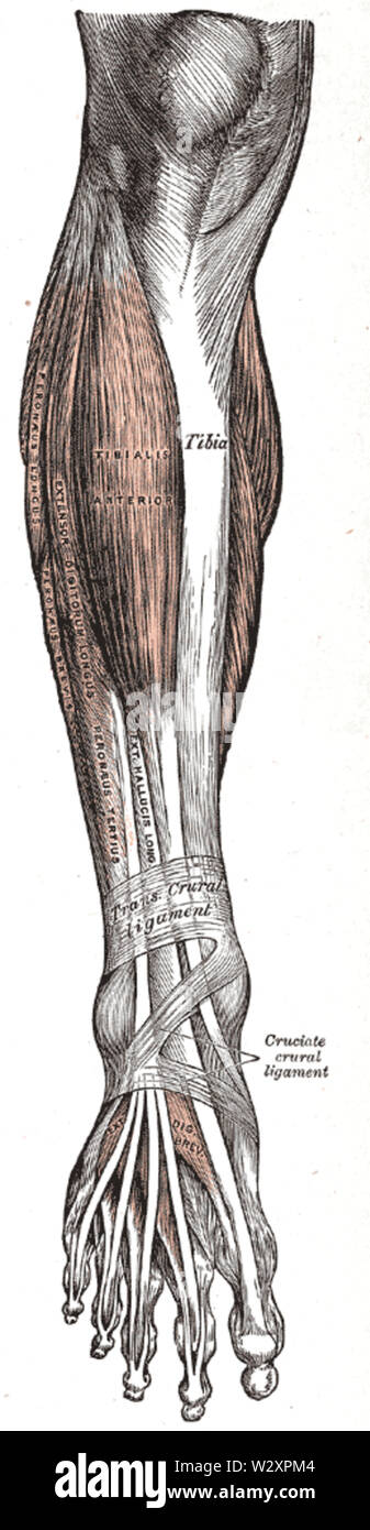 Extensor Cut Out Stock Images & Pictures - Alamy