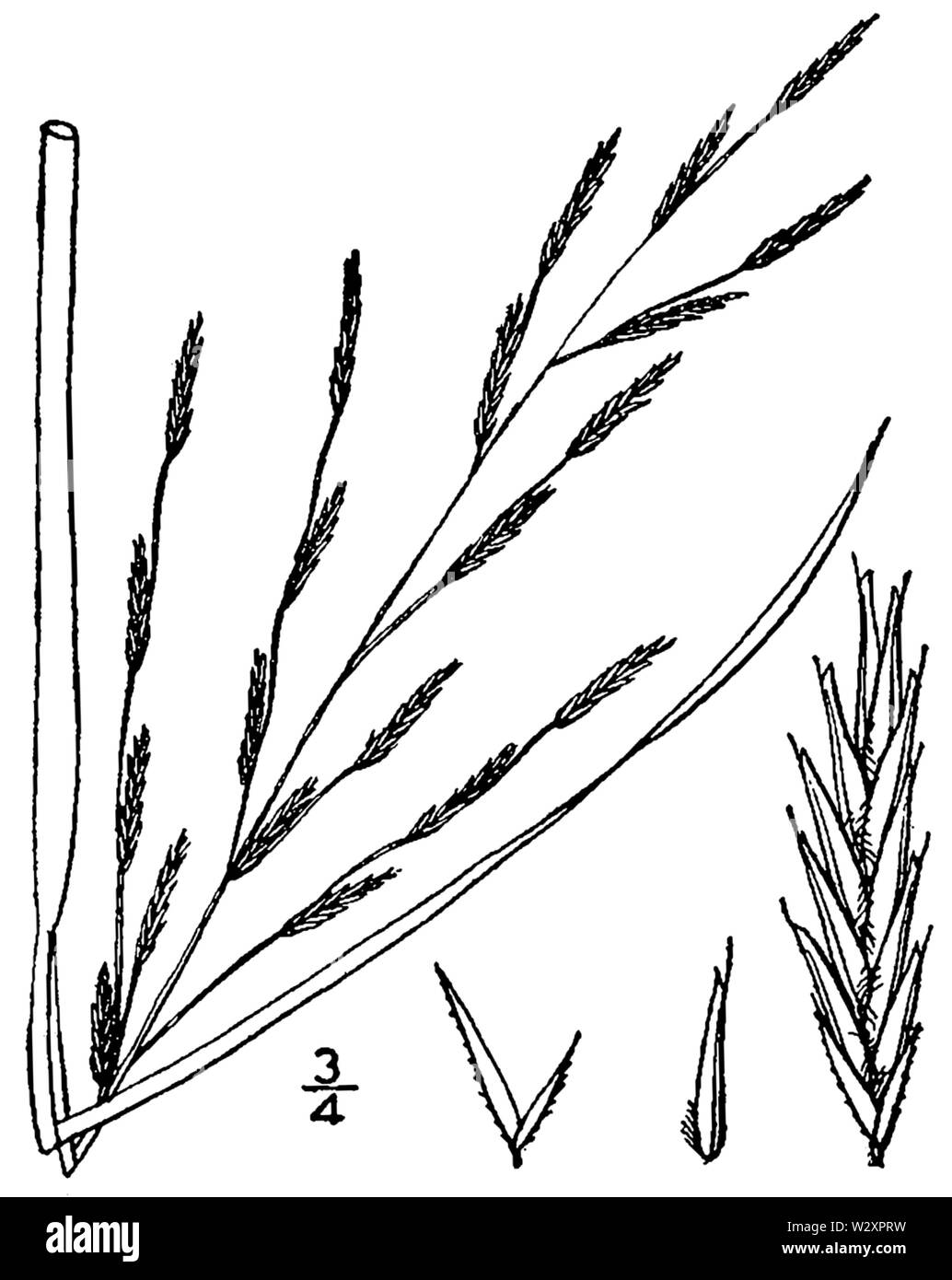 Leptochloa fusca hi-res stock photography and images - Alamy