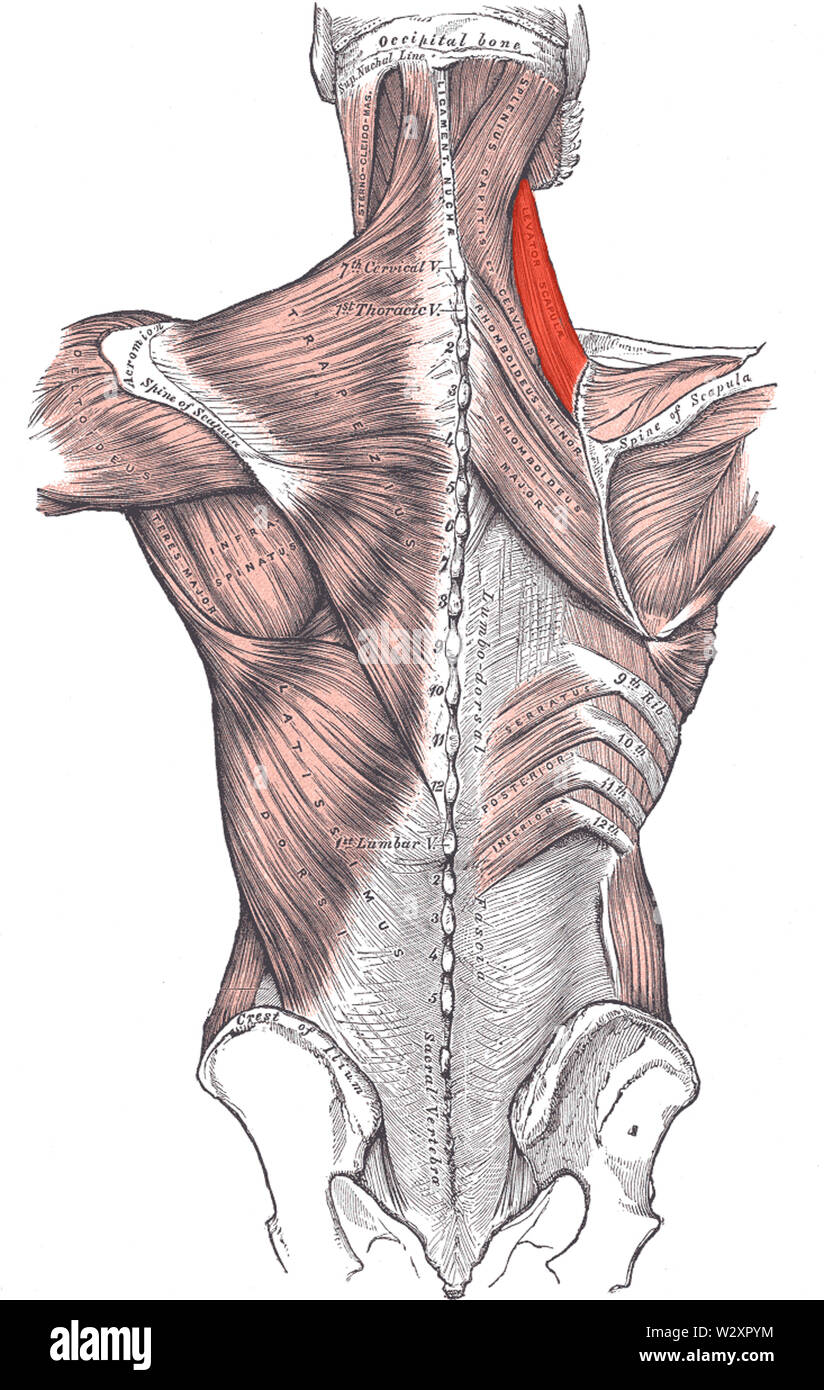 Levator scapulae hi-res stock photography and images - Alamy