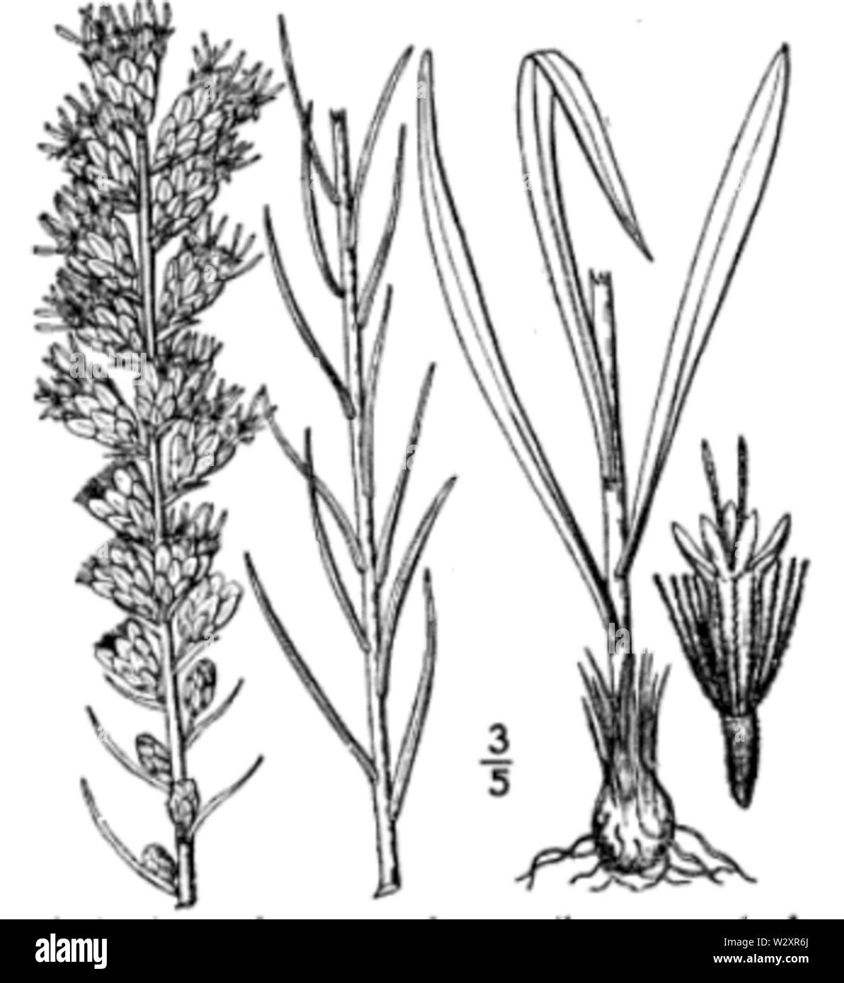 Liatris spicata (L) Willd dense blazing star Stock Photo - Alamy