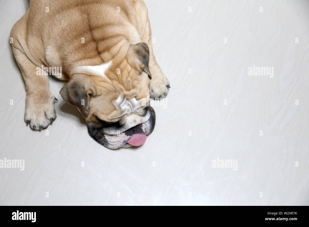 Top view of english bulldog on white floor Stock Photo - Alamy