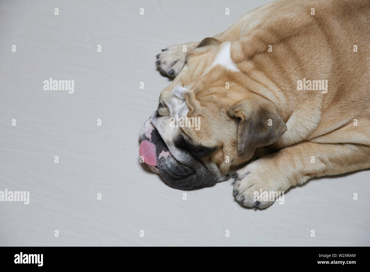 Top view of english bulldog on white floor Stock Photo - Alamy