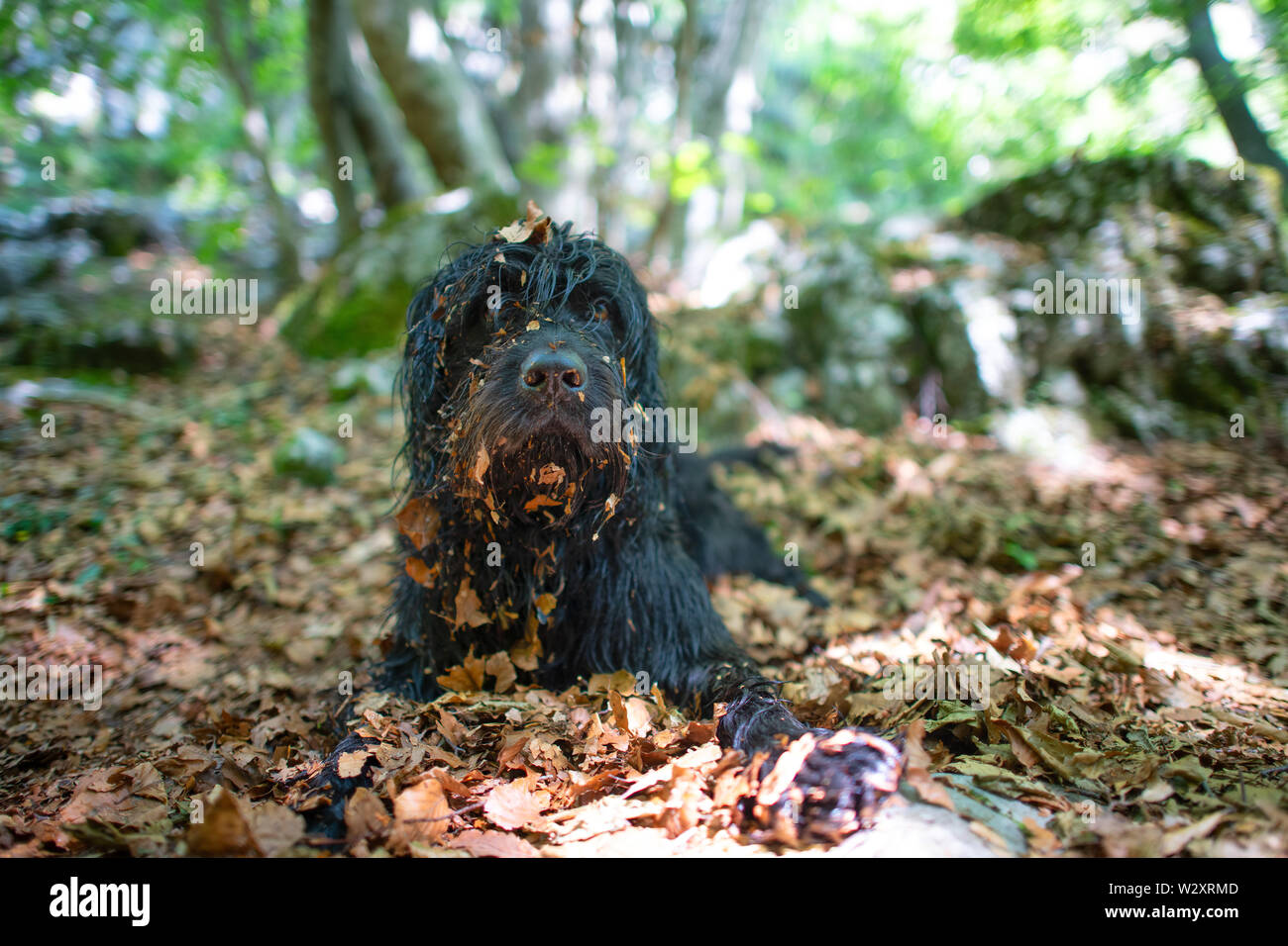 Bergamo shepherd dogs hi-res stock photography and images - Alamy