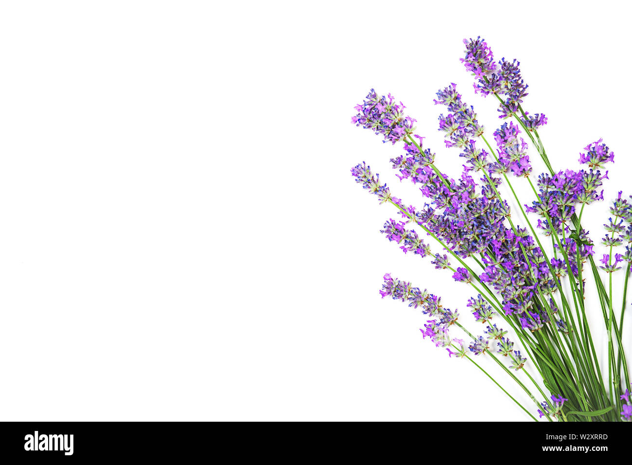 Lavender flowers pattern isolated on white background. Flat lay, top ...
