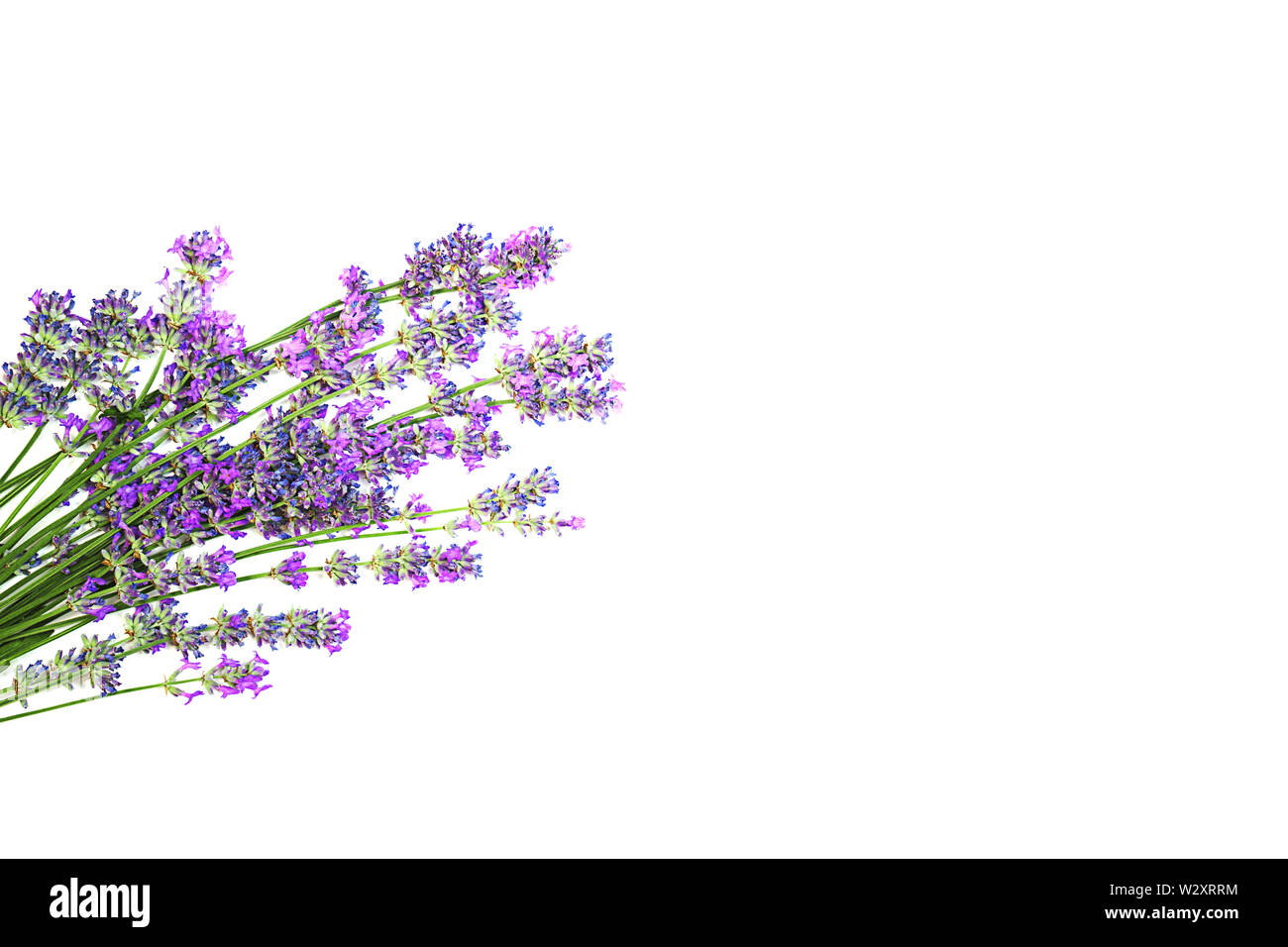 Lavender flowers pattern isolated on white background Stock Photo - Alamy