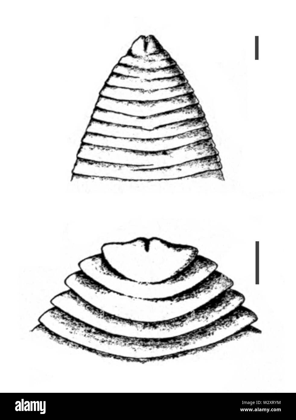 Ligula and Schistocephalus anterior Stock Photo - Alamy