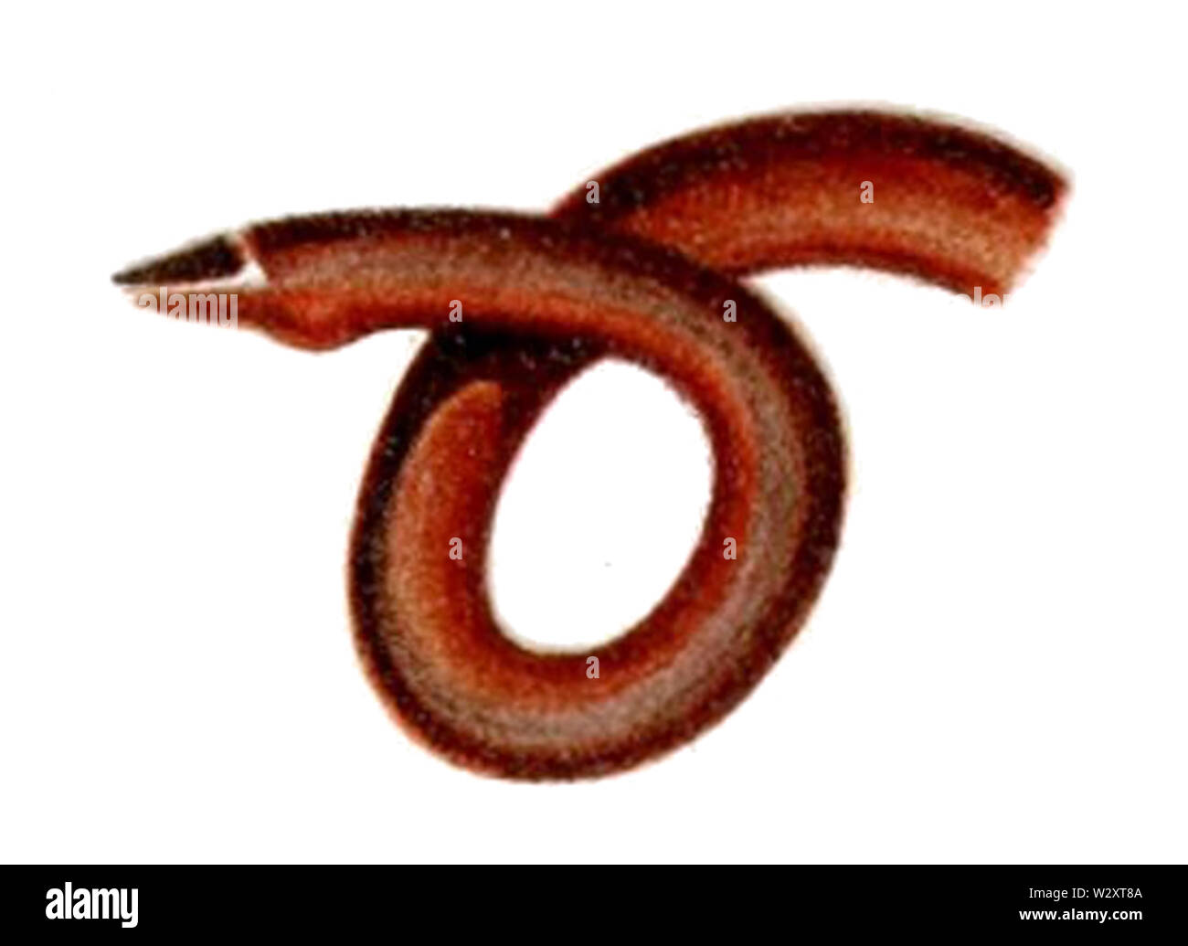 Lineus torquatus anterior end (from Coe, 1901 Stock Photo - Alamy