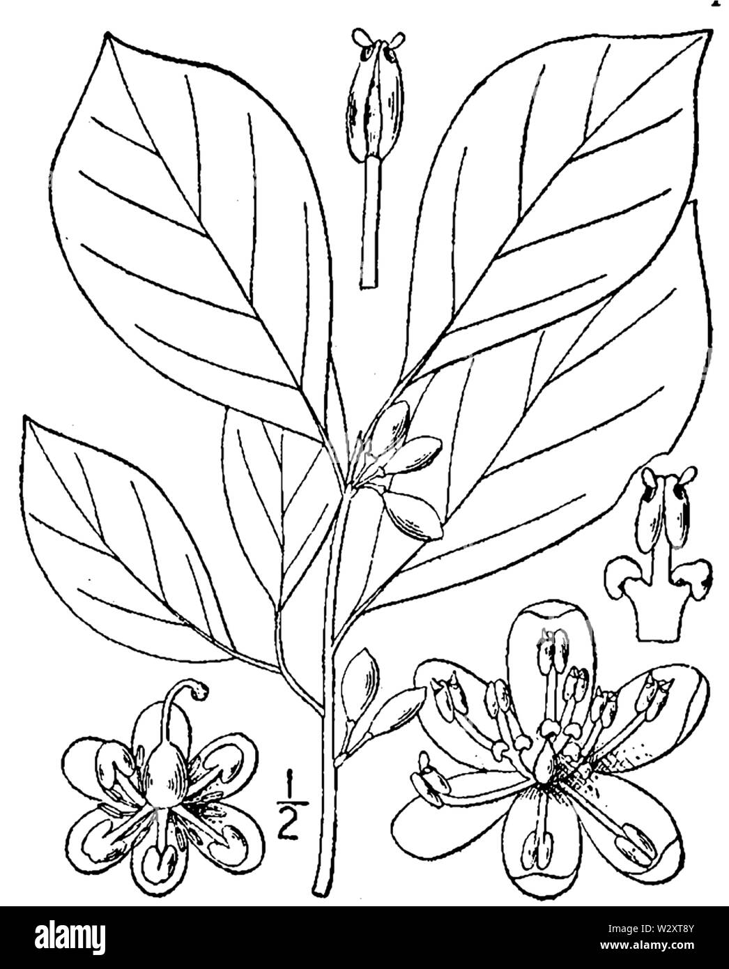 Botanical illustration of Lindera benzoin from 1913 Stock Photo - Alamy