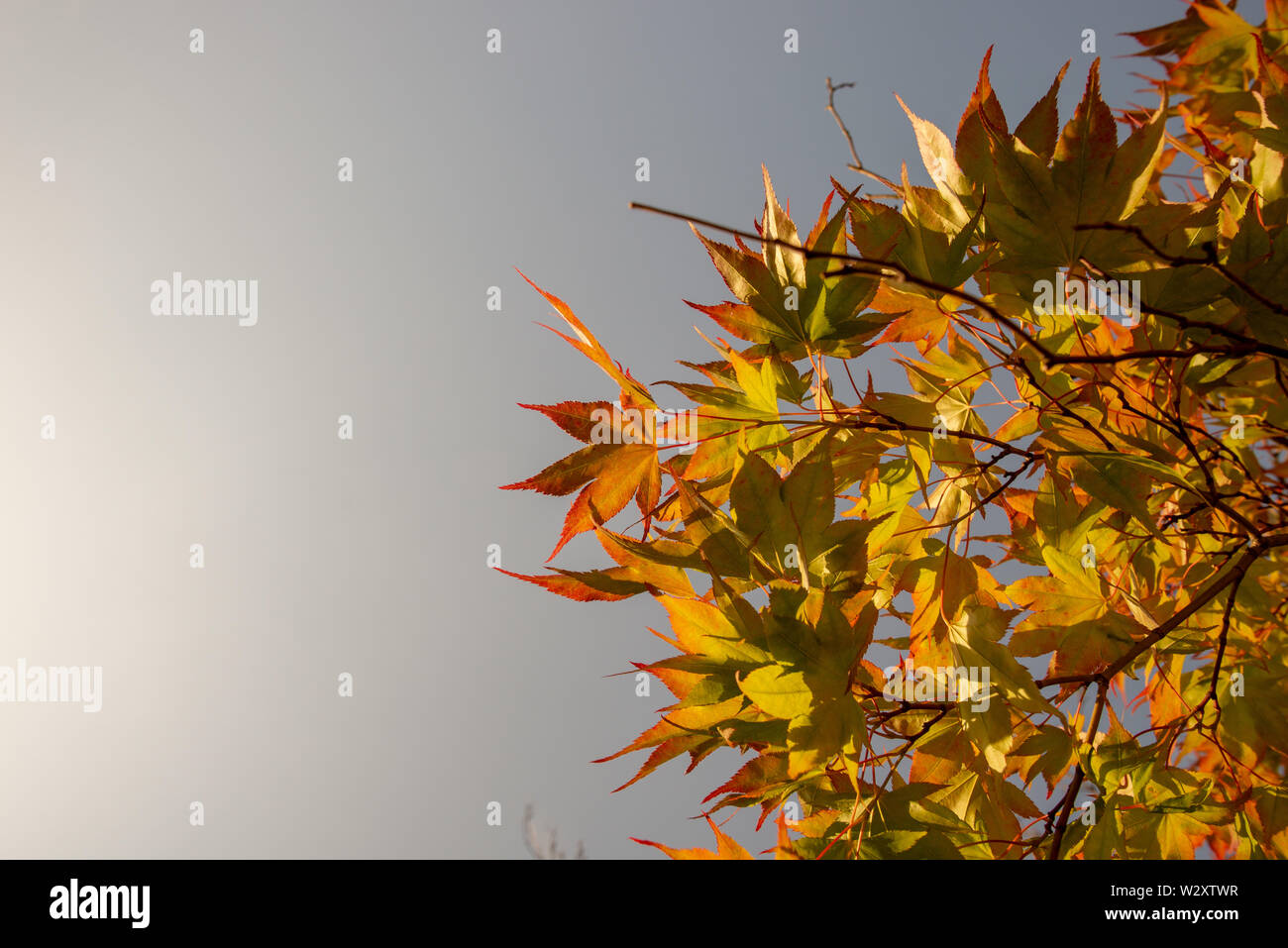 Korean maple leaves hi-res stock photography and images - Alamy
