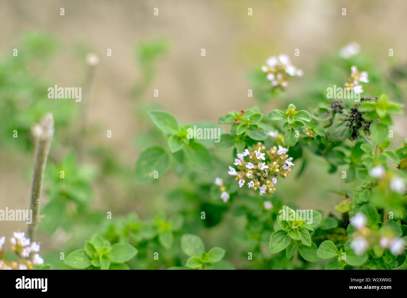 Thymus serpyllum blooms in the garden with white flowers, close-up ...