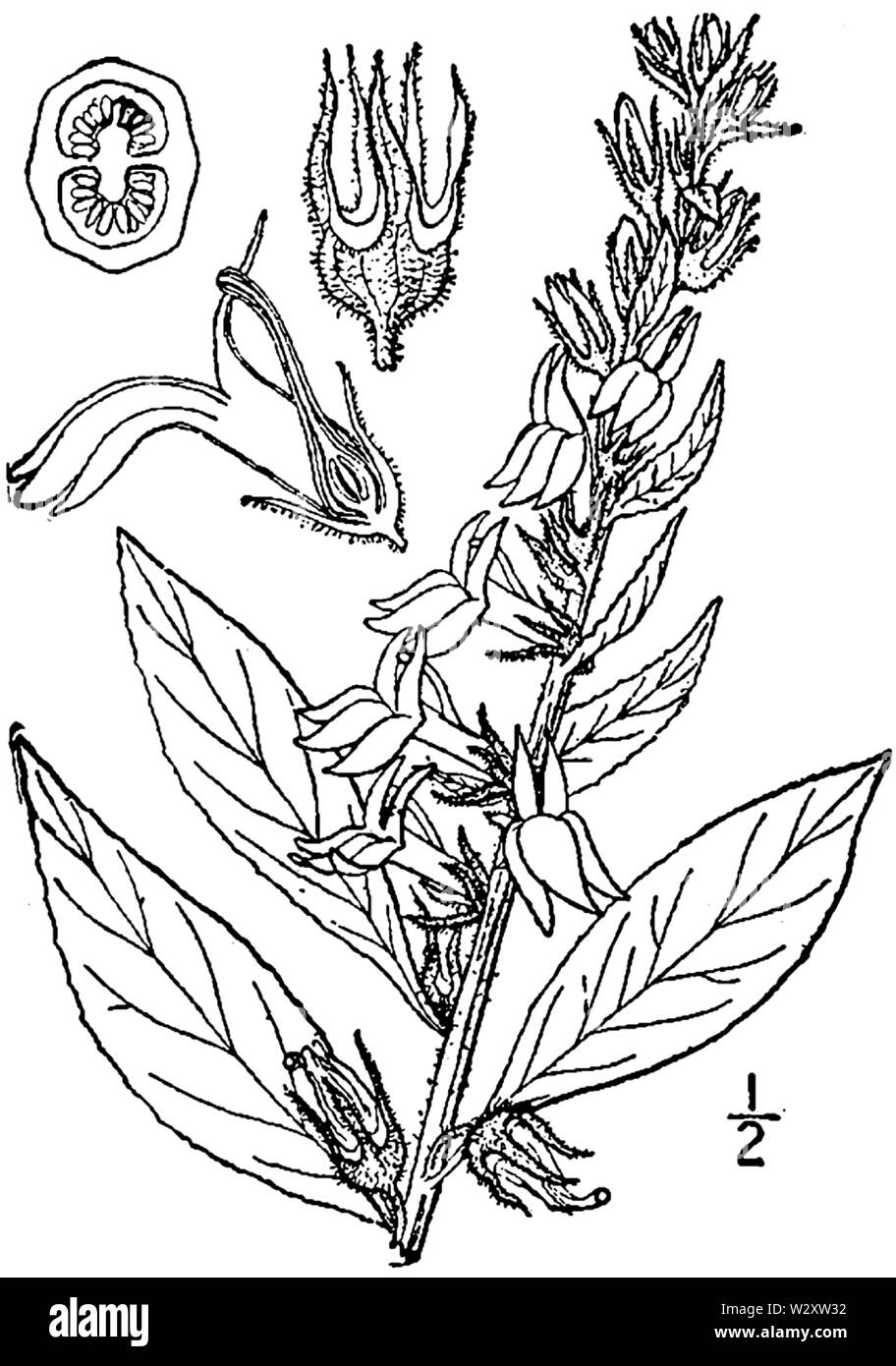 Blue lobelia plant Black and White Stock Photos & Images - Alamy