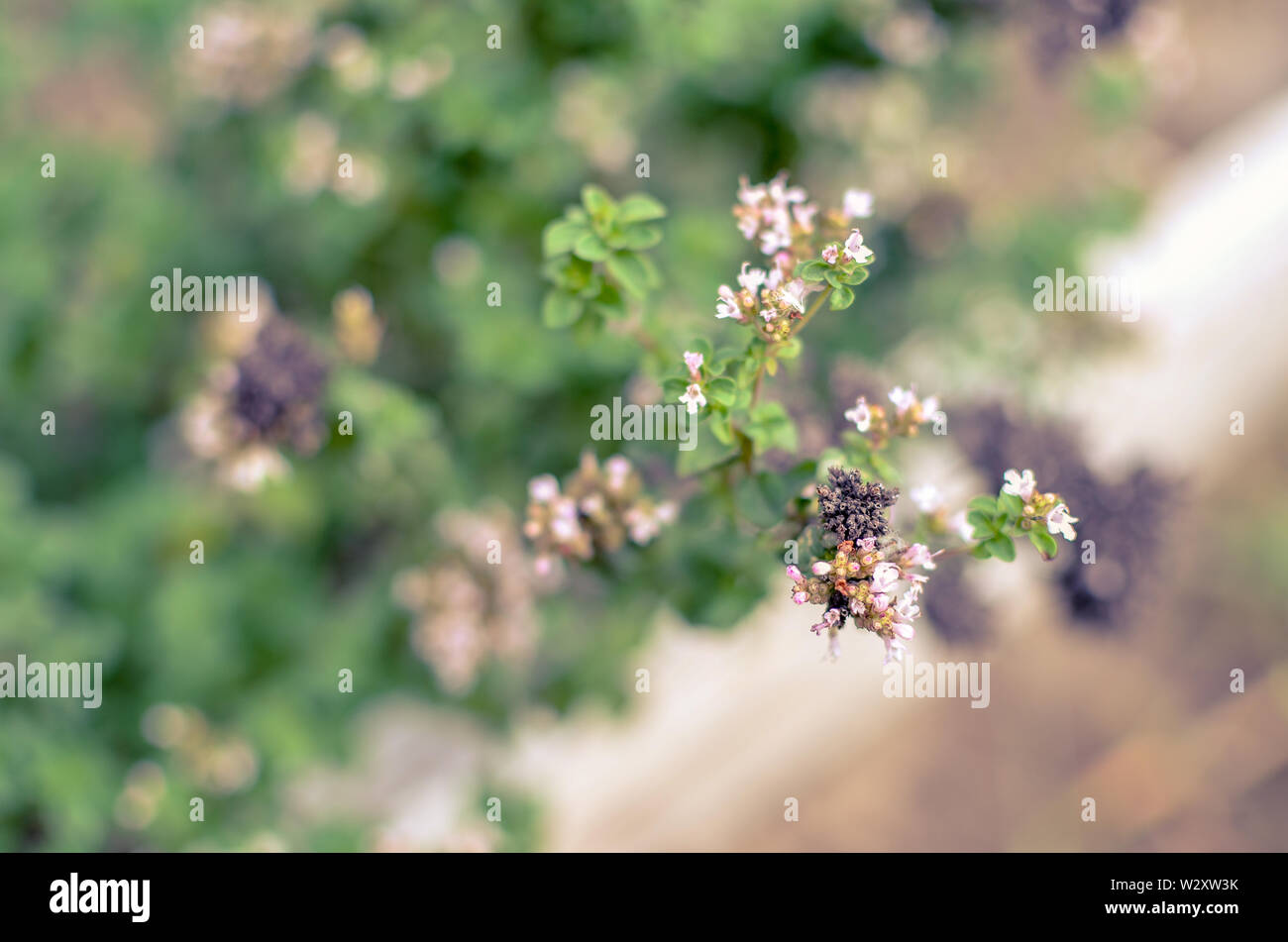 Thymus serpyllum blooms in the garden with white flowers, close-up ...