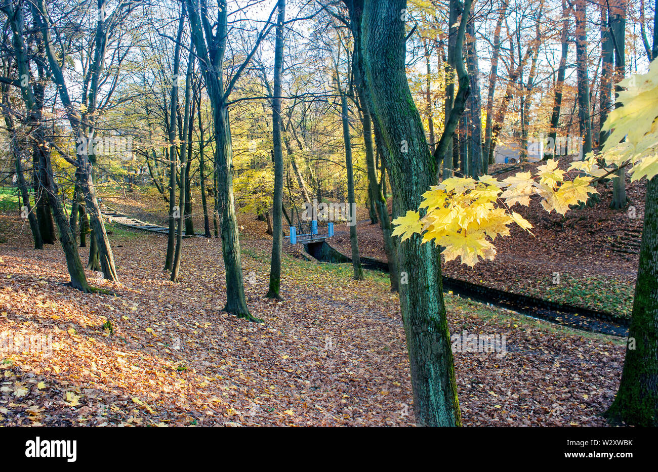 beautiful forest landscape on gloomy autumn day Stock Photo - Alamy