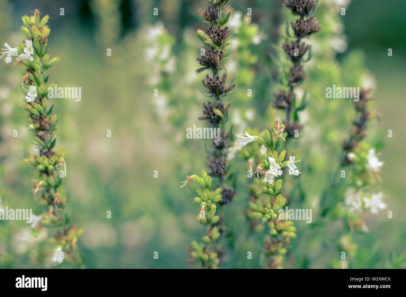 Common thyme in bloom hi-res stock photography and images - Alamy