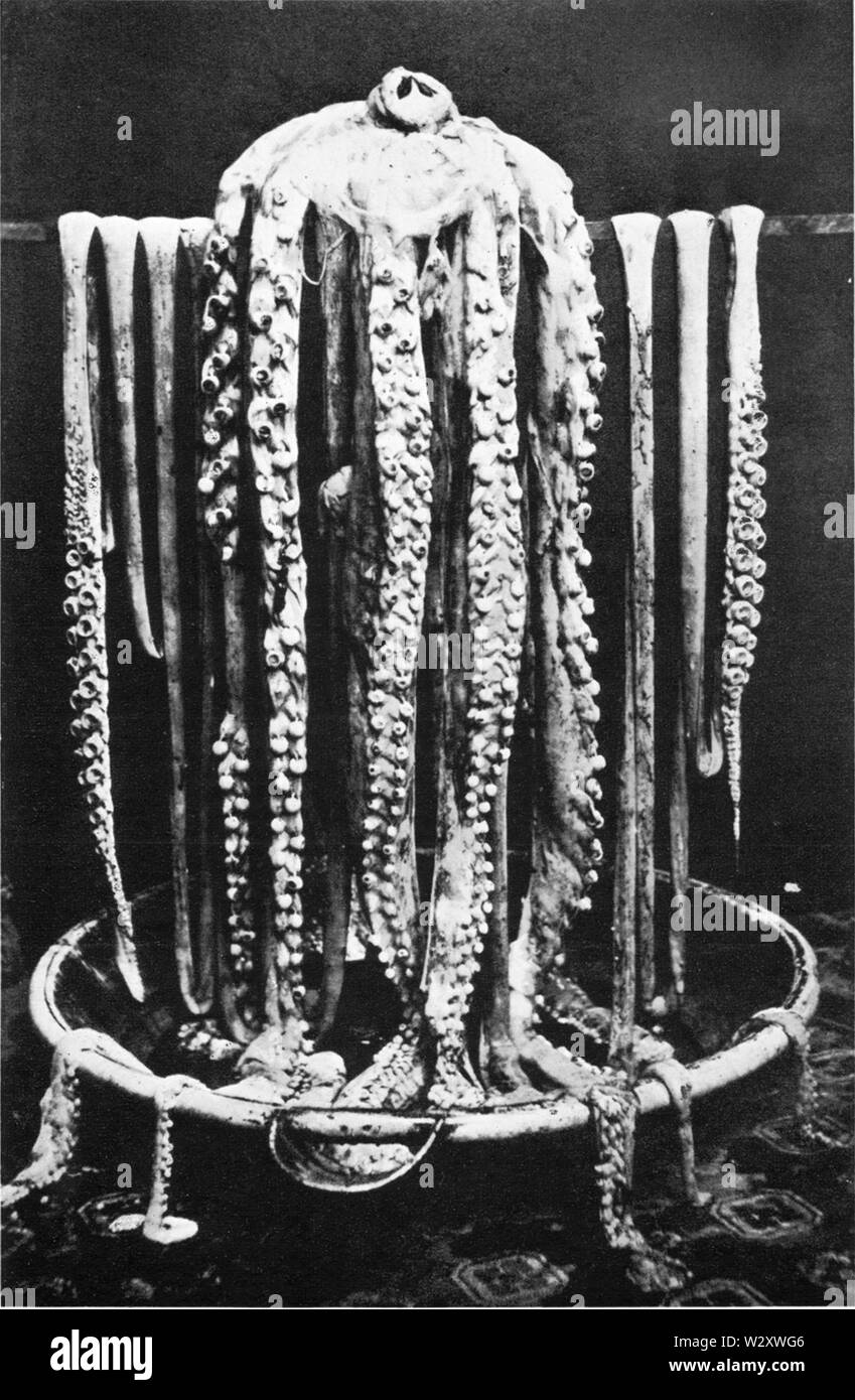 Squid species Black and White Stock Photos & Images - Alamy