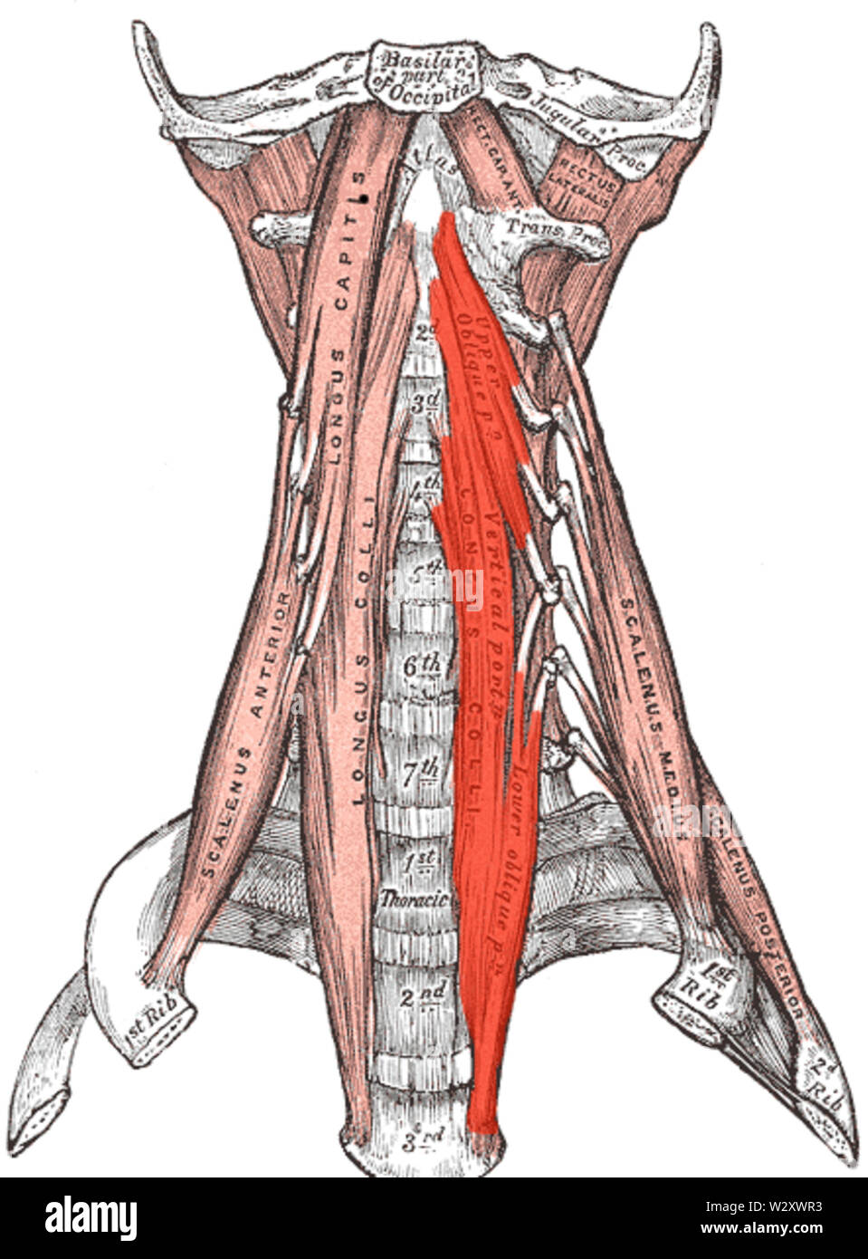 Longus colli hi-res stock photography and images - Alamy