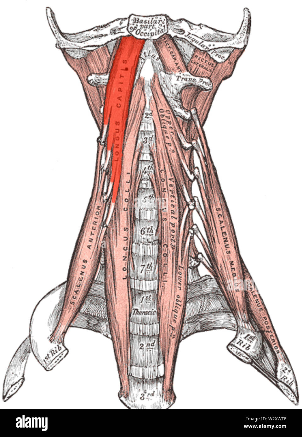 Longus capitis hi-res stock photography and images - Alamy
