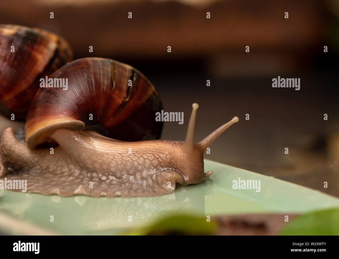 A giant african snail hi-res stock photography and images - Alamy