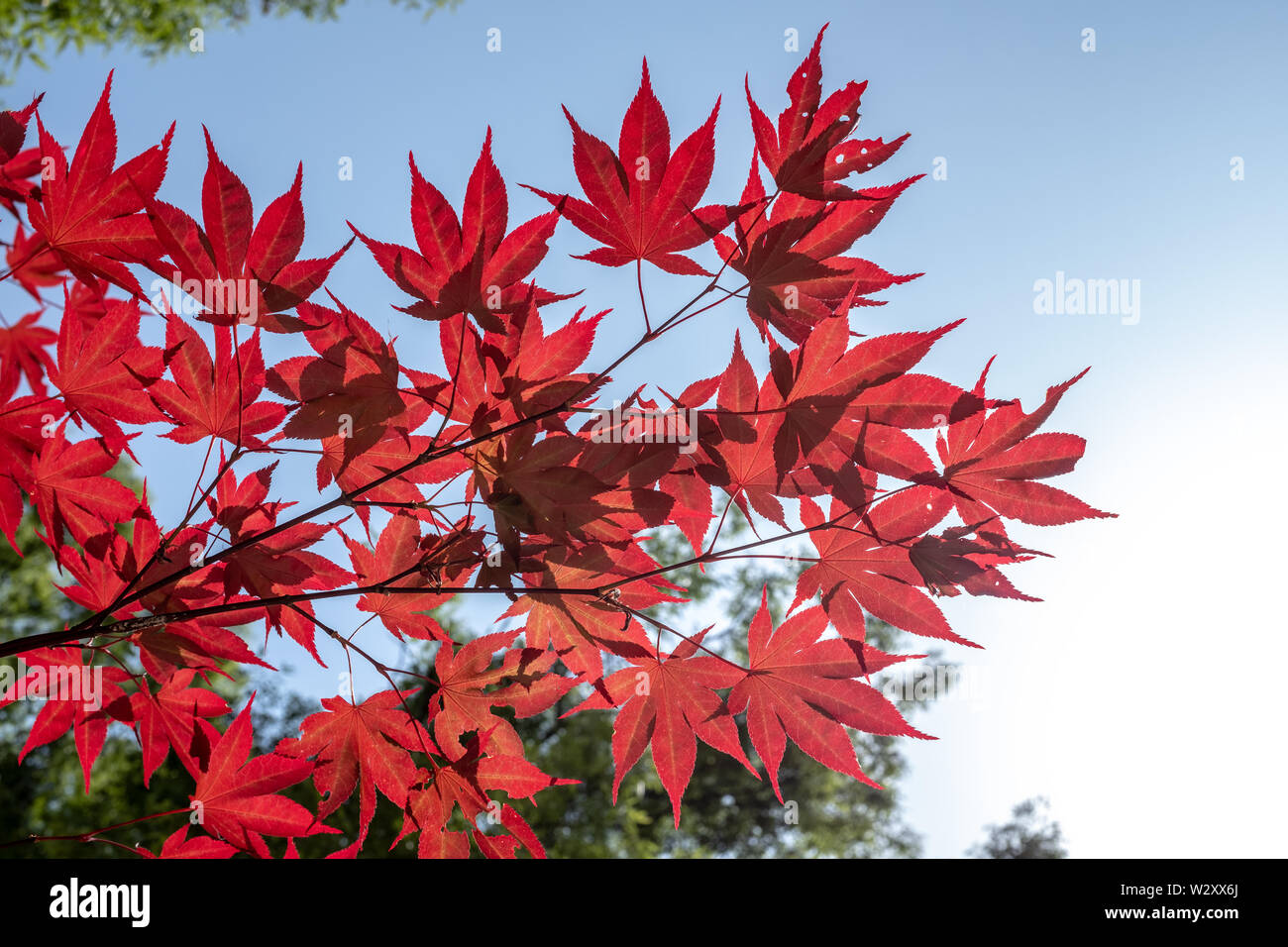 Japanese monastery hi-res stock photography and images - Alamy