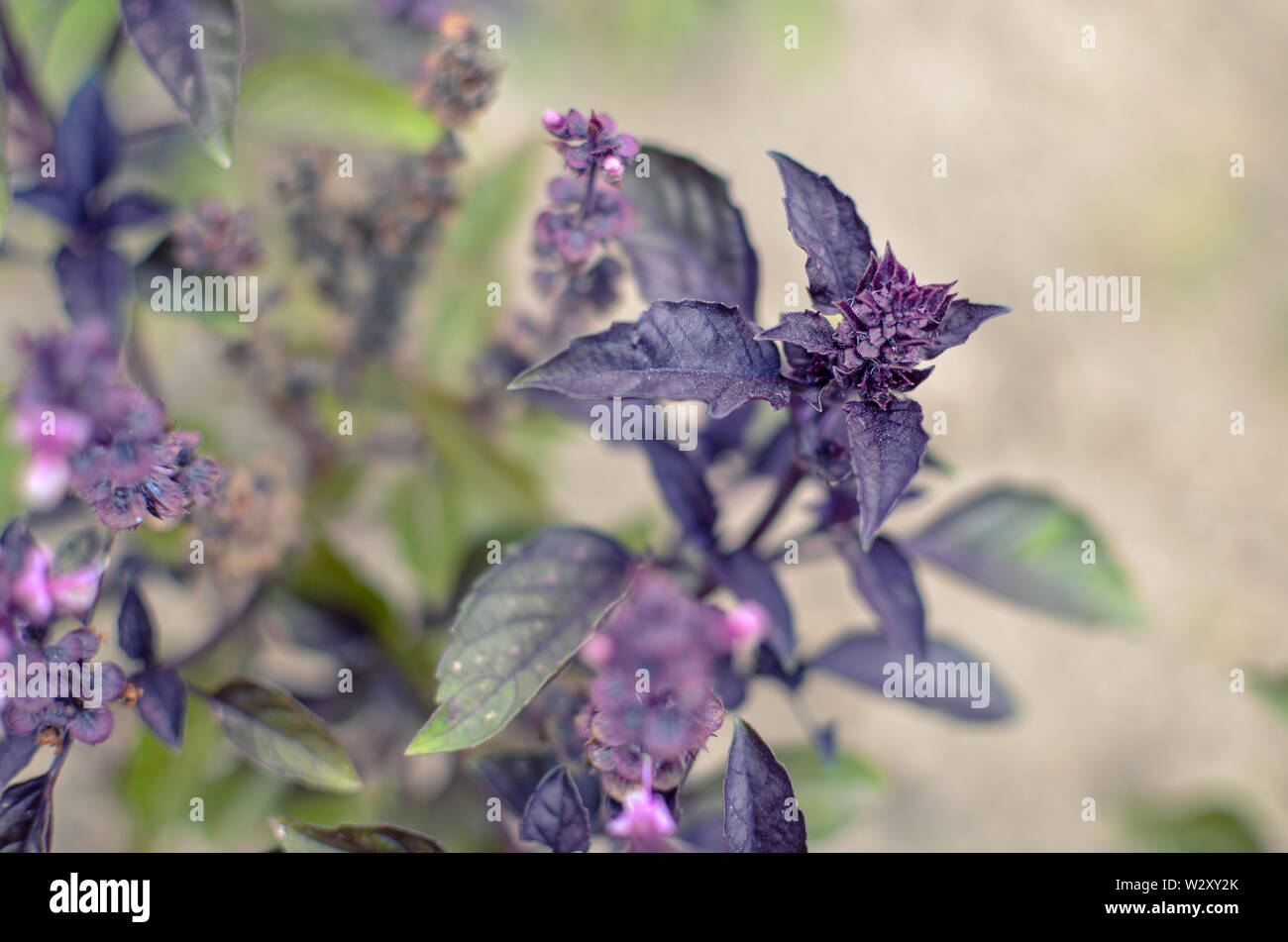 Italian basil purple leaf hi-res stock photography and images - Alamy