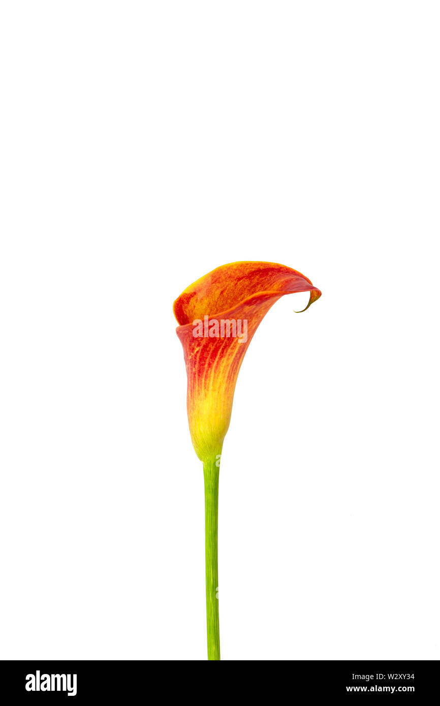 Red Calla lily isolated on white background Stock Photo - Alamy