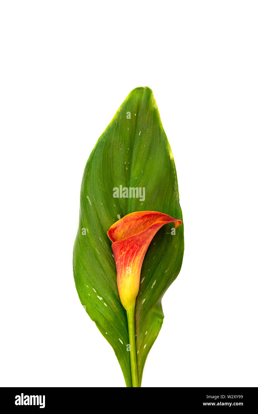 Red Calla lily with leaf isolated on white background Stock Photo - Alamy