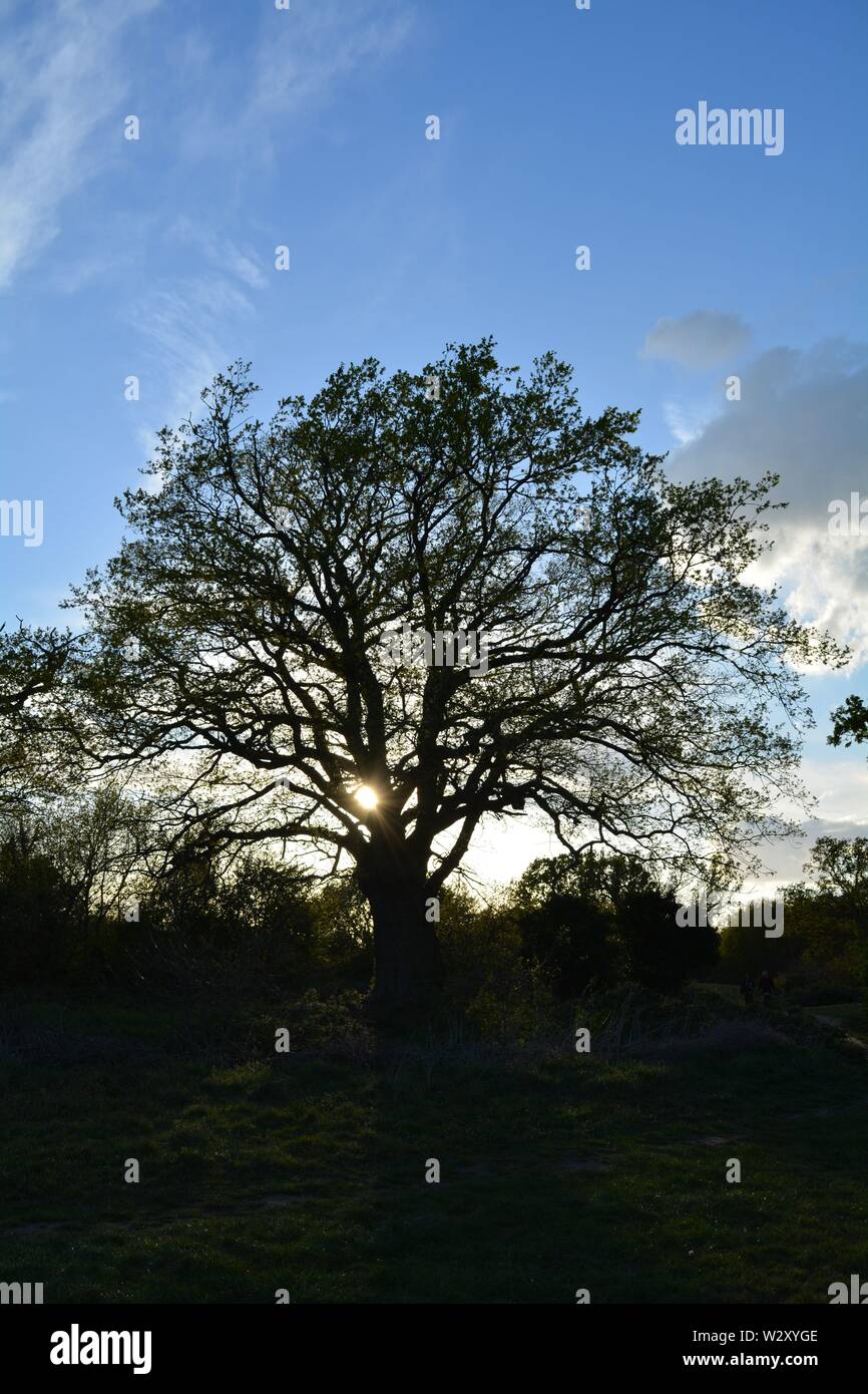 English trees silhouetted against a nice blue sky with a few clouds ...