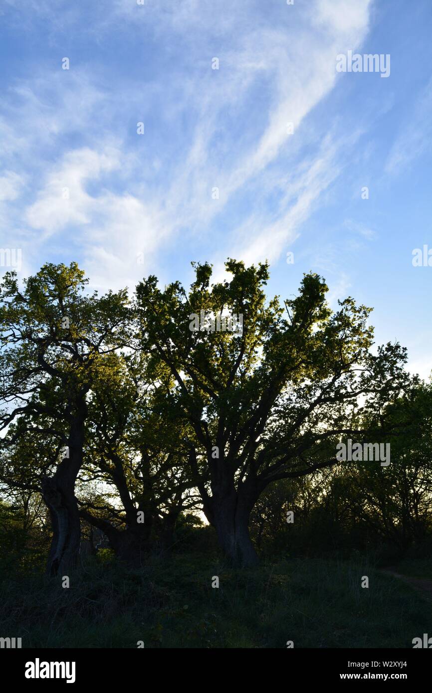 English trees silhouetted against a nice blue sky with a few clouds ...