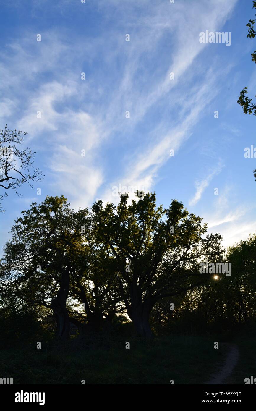 English trees silhouetted against a nice blue sky with a few clouds ...