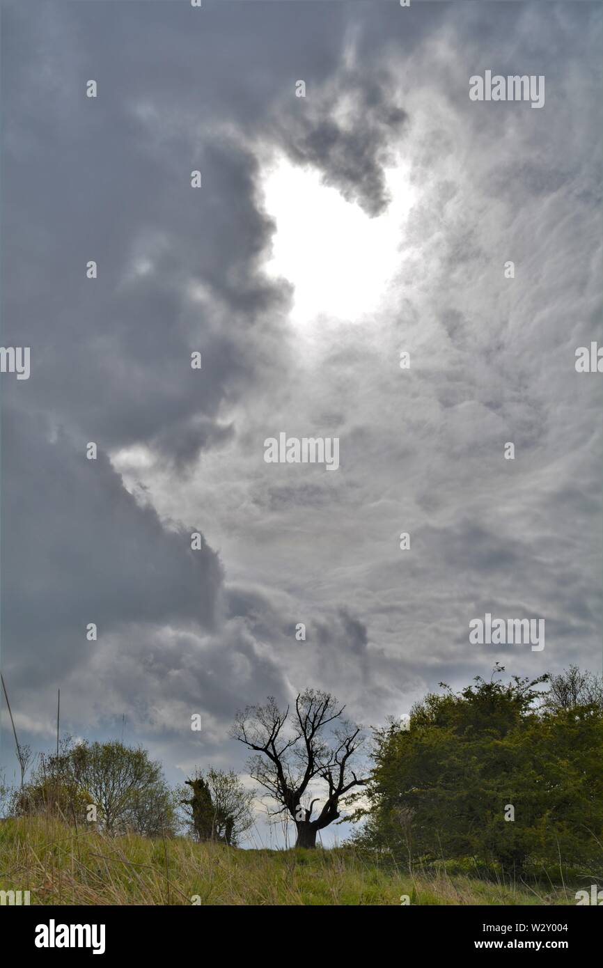 trees silhouetted against a grey cloudy looming sky Stock Photo - Alamy