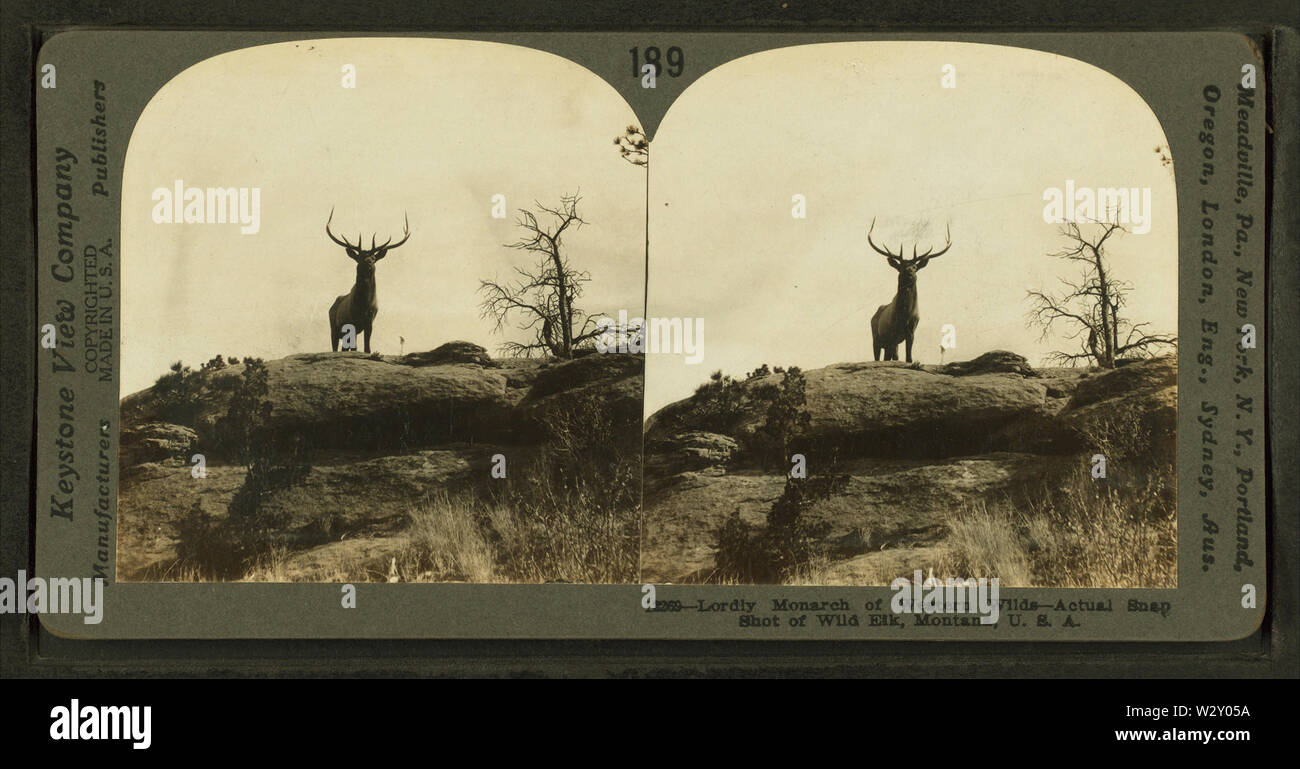 Lordly Monarch of the Western Wilds Snap shot of Wild Elk, by Keystone ...