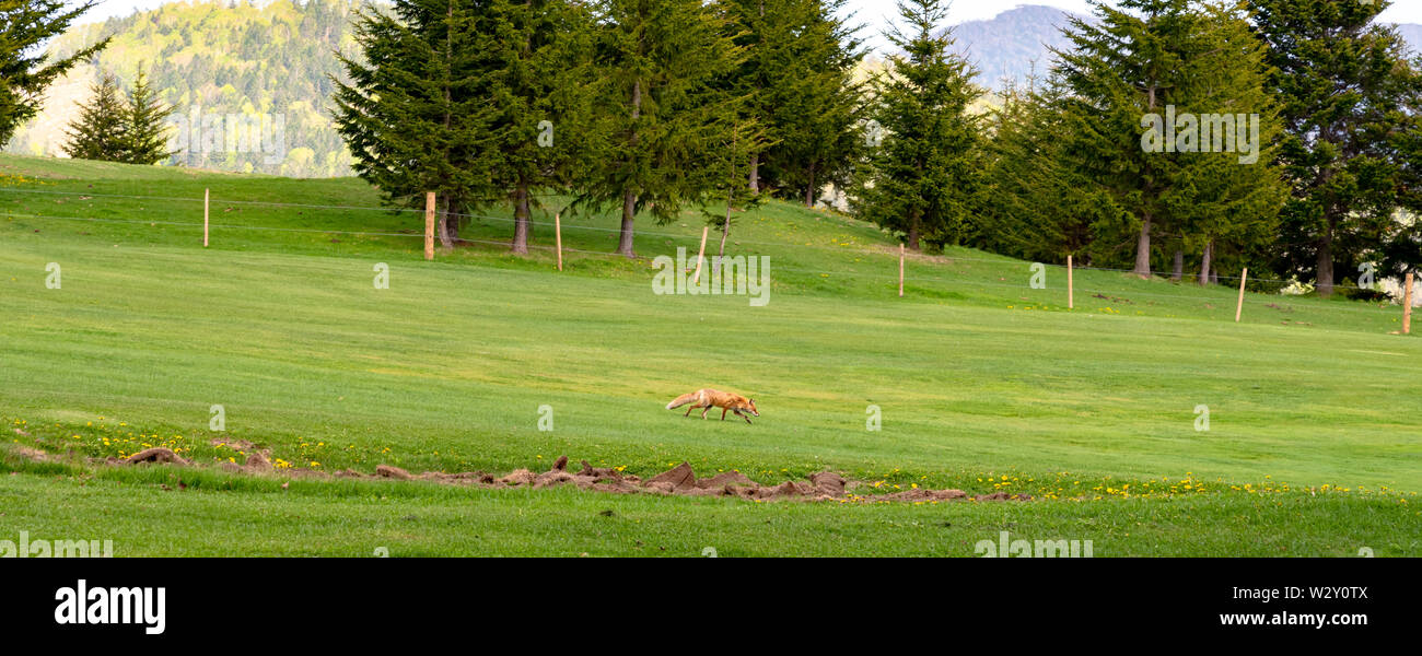 Fox cub in forest, posing at spring woods Stock Photo - Alamy