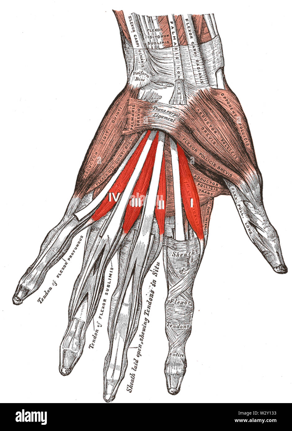 Lumbricales hi-res stock photography and images - Alamy