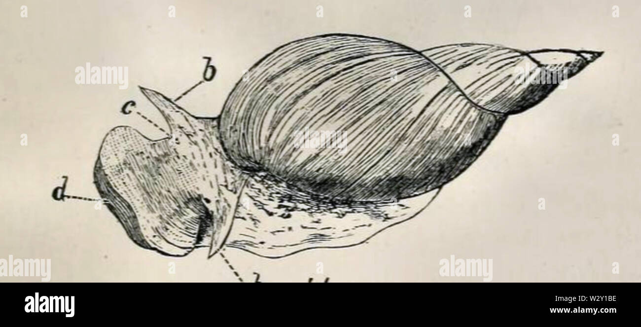 Lymnaea stagnalis 001 Stock Photo - Alamy