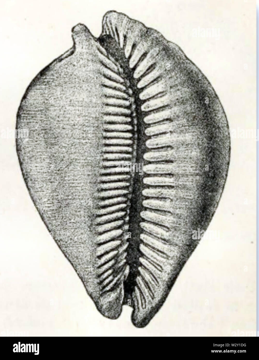 Leopard cowrie shells hi-res stock photography and images - Alamy