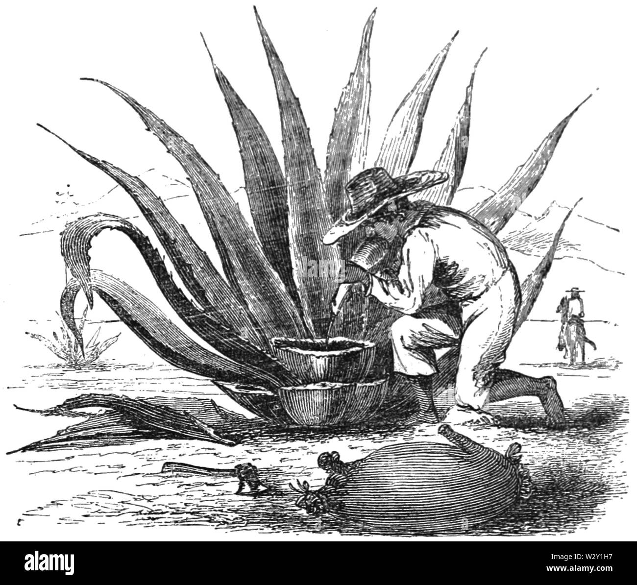 Pulque Black and White Stock Photos & Images - Alamy