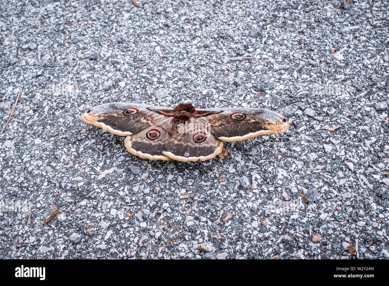 Croatian insects hi-res stock photography and images - Alamy