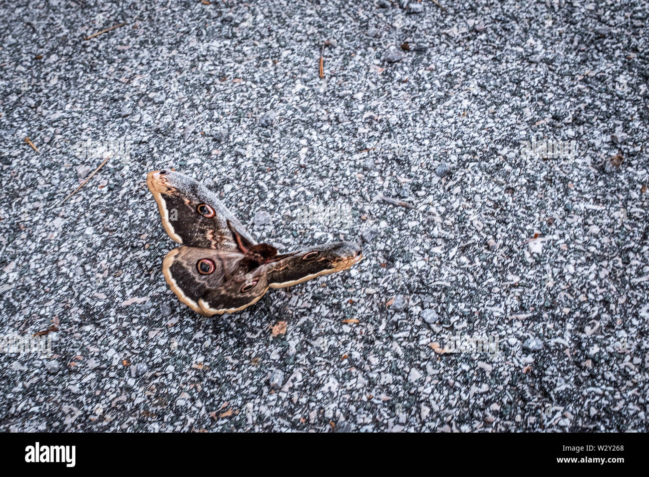 Croatian insects hi-res stock photography and images - Alamy