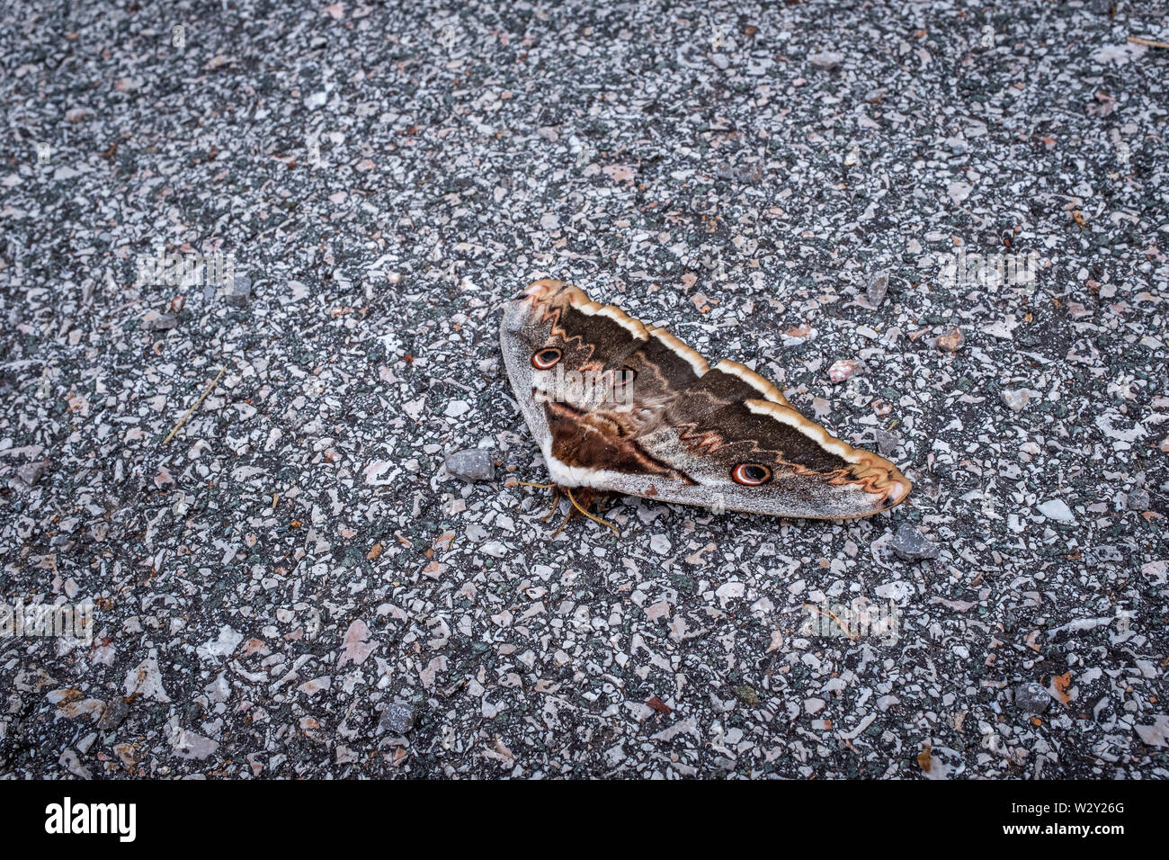 Multi spotted moth hi-res stock photography and images - Alamy