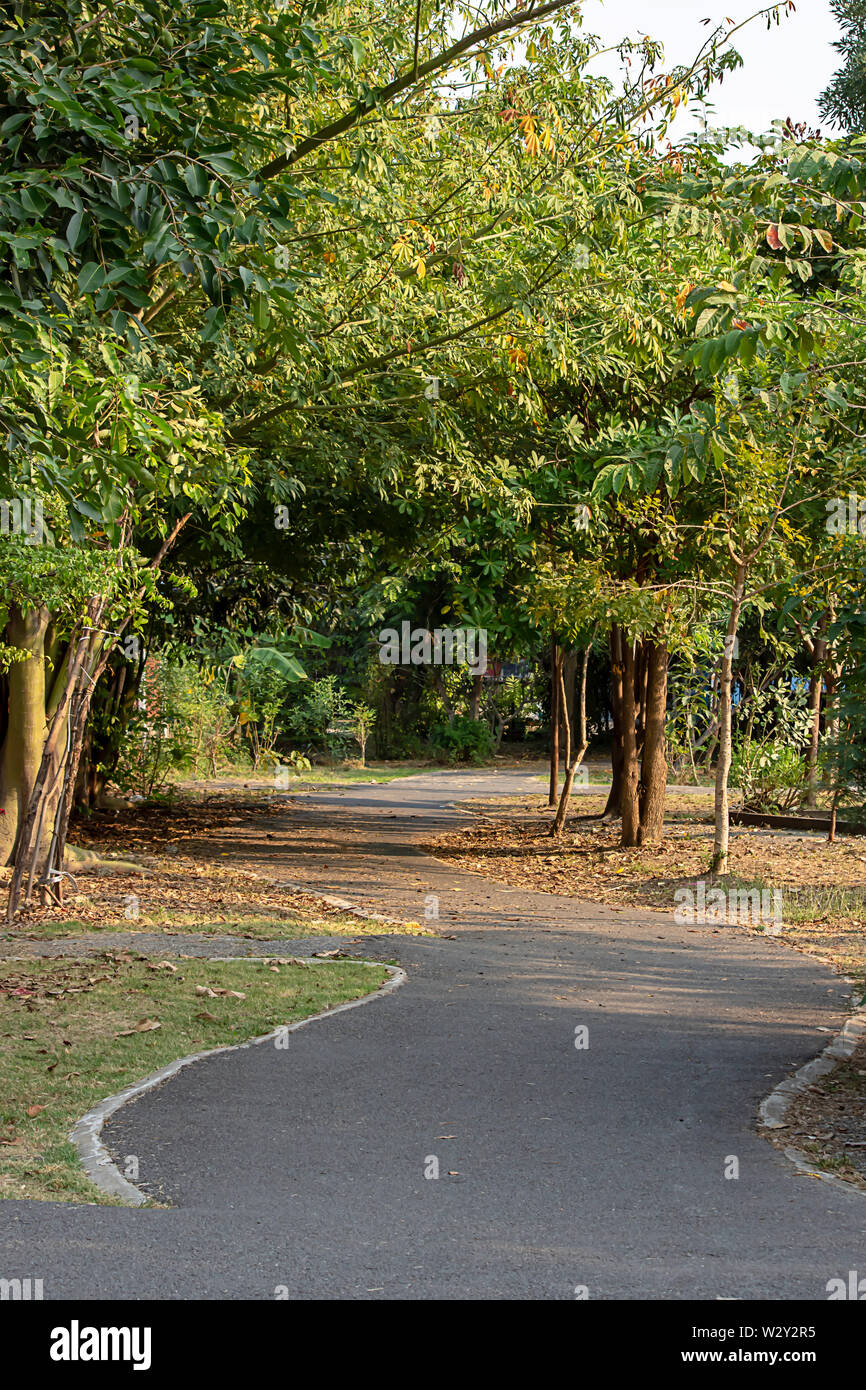 Tall trees run hi-res stock photography and images - Alamy