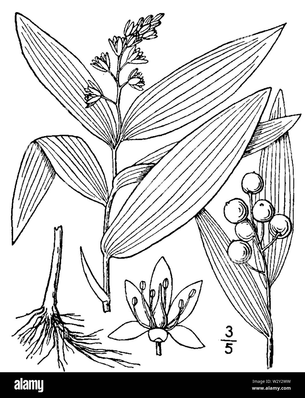 Botanical illustration of Maianthemum stellatum from 1913 Stock Photo ...