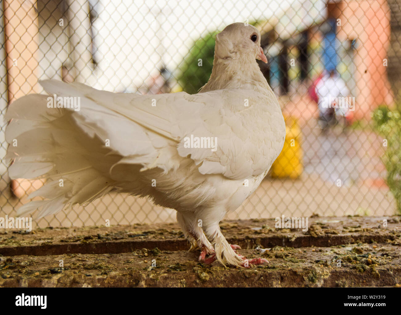 Beautiful White Pigeon Queen Stock Photo - Alamy
