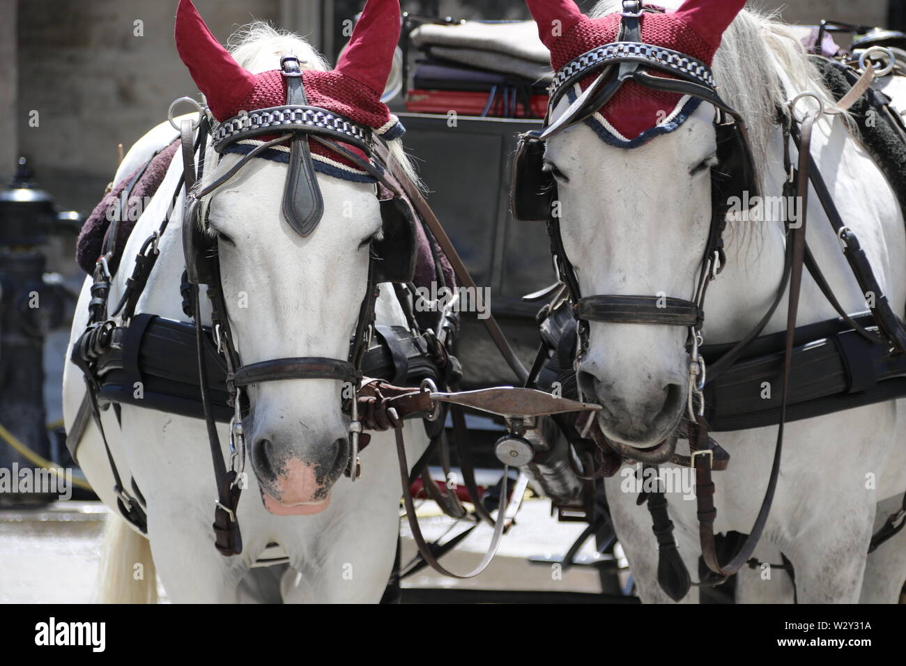 two horses in decorative bridles hitched to a tourist cart Stock Photo ...