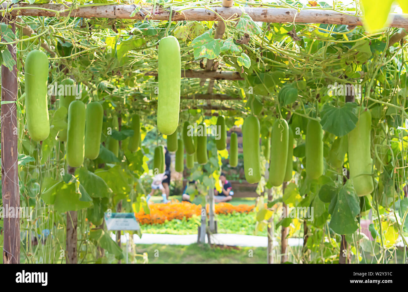 Winter melon hi-res stock photography and images - Alamy