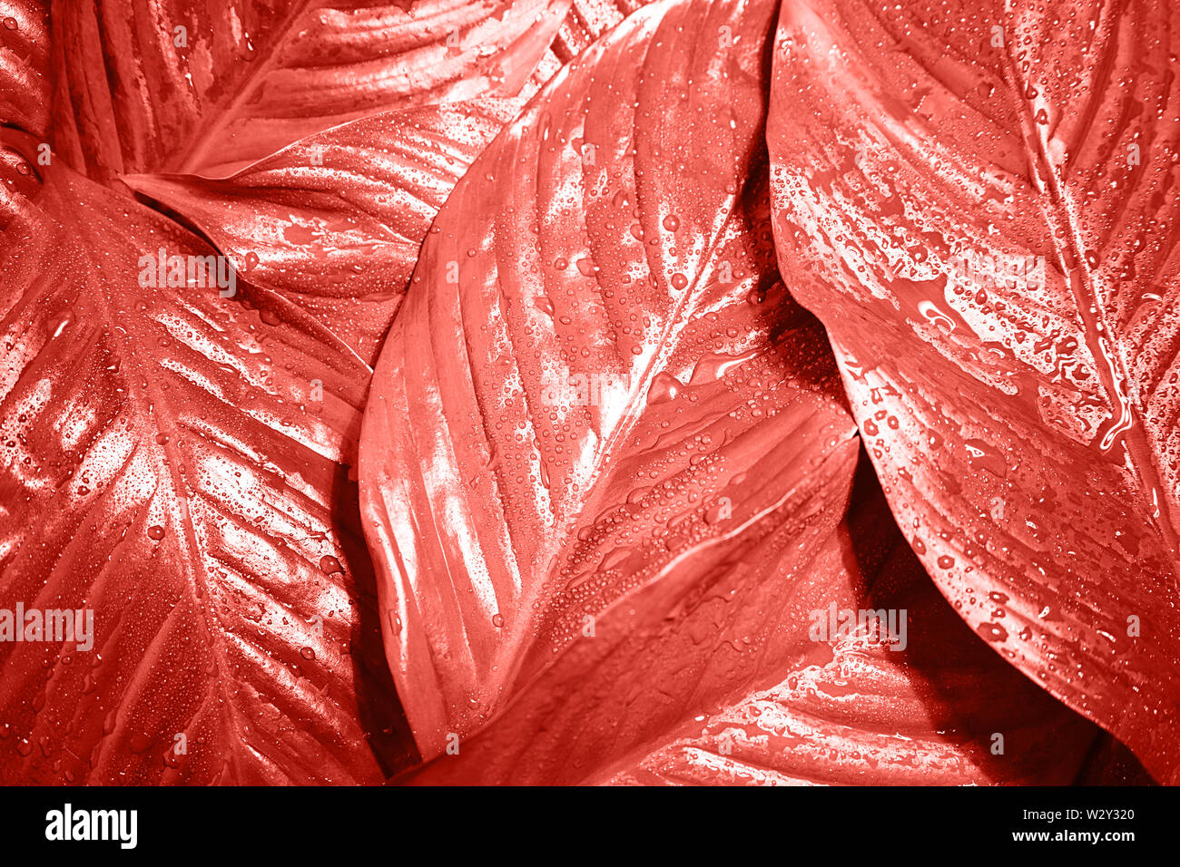 Pink coral background made of fresh leaves Stock Photo - Alamy