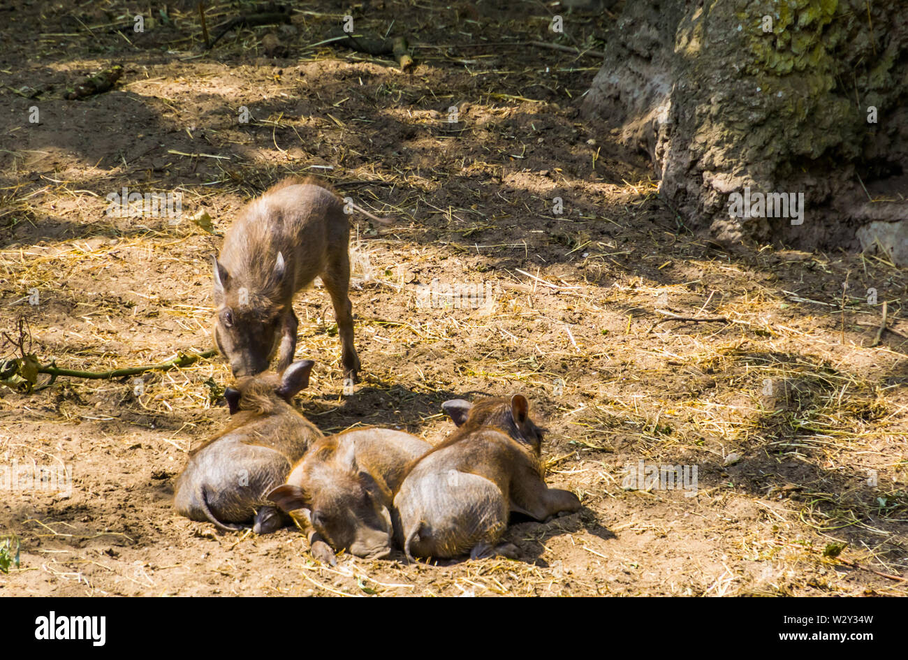 group of young common warthogs together in the sand, tropical wild pig ...