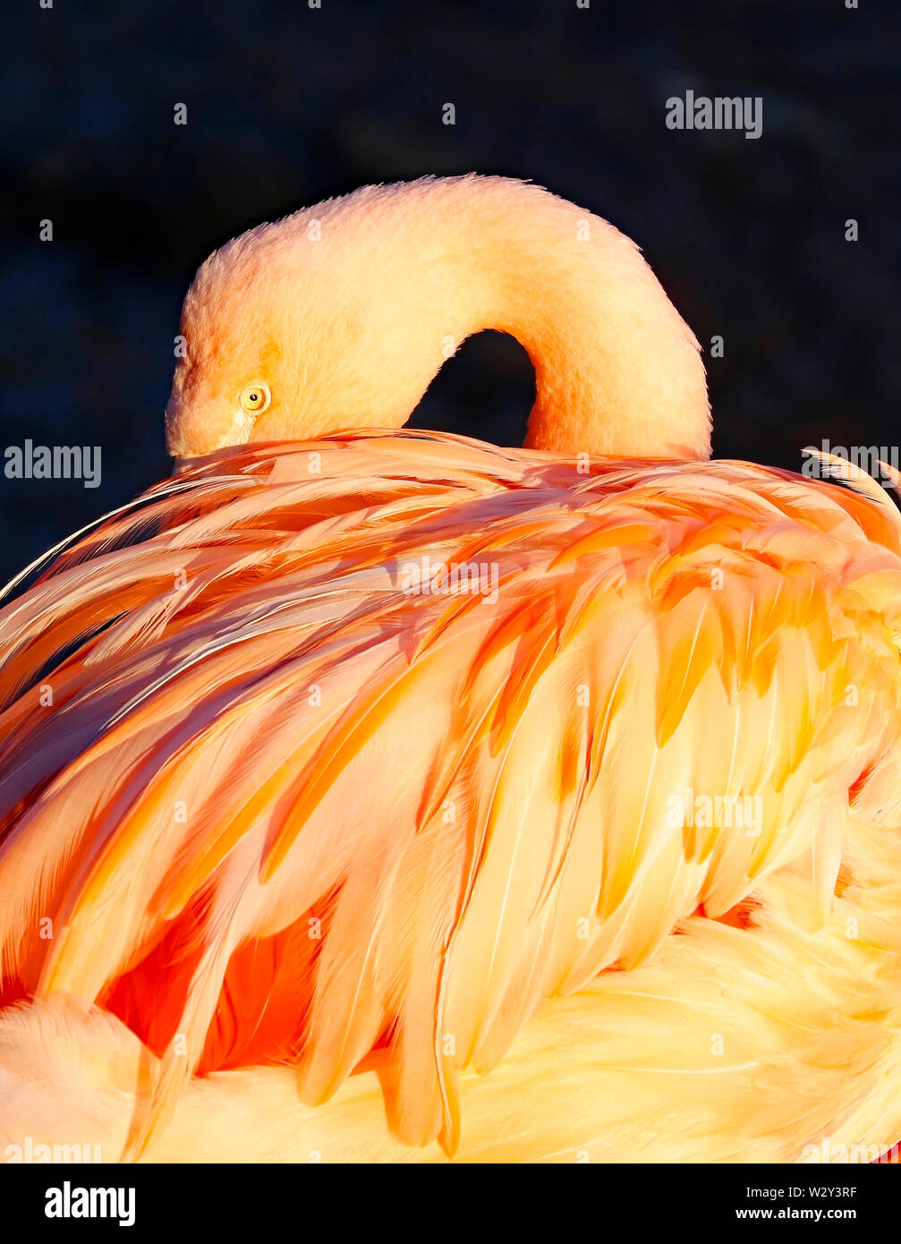 Flamingo dance hi-res stock photography and images - Alamy